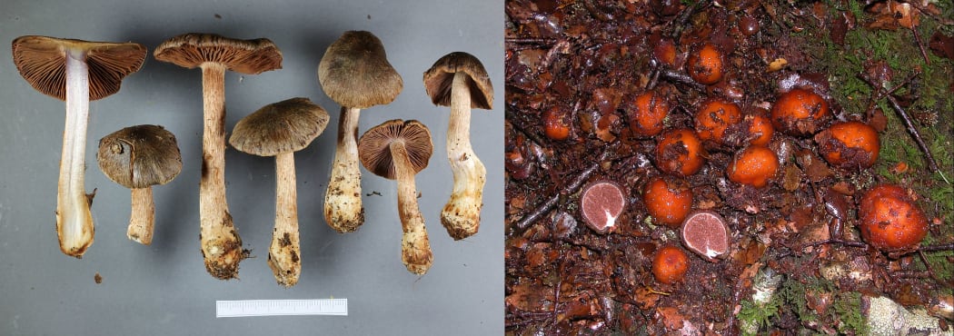 Truffle-like fungi: what their genes can tell us | RNZ