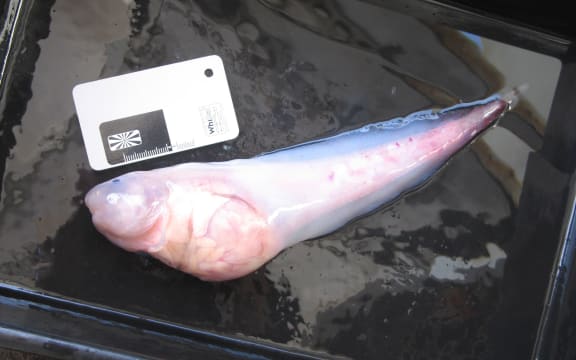 Scientists catch Kermadec snail fish | RNZ News