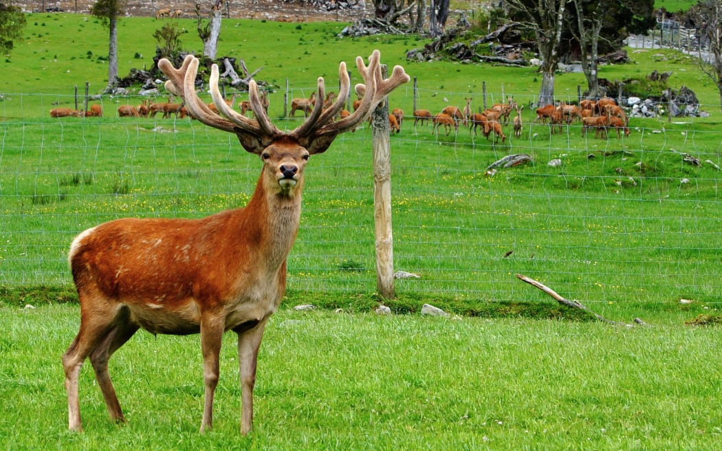 NZ deer velvet exporters promote new uses to buyers in China | RNZ News