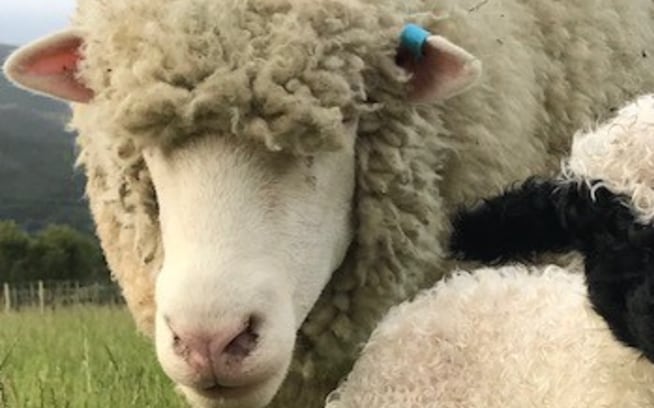 Super cute sheep deliver Christmas lambs - but not for eating | RNZ News