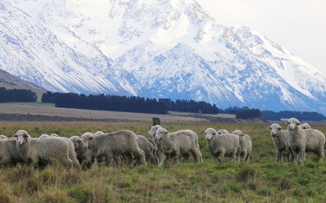 Wool meets hemp on high country station | RNZ