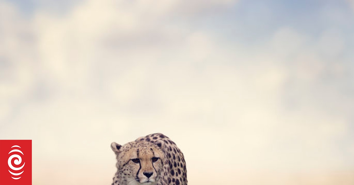 Cheetah: World's fastest cat returns to India after 70 years | RNZ News