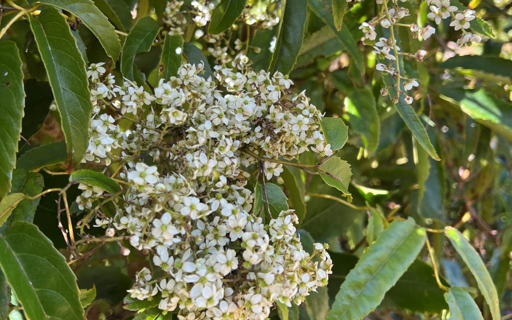 Critter of the Week: Bush lawyer / Tātarāmoa | RNZ