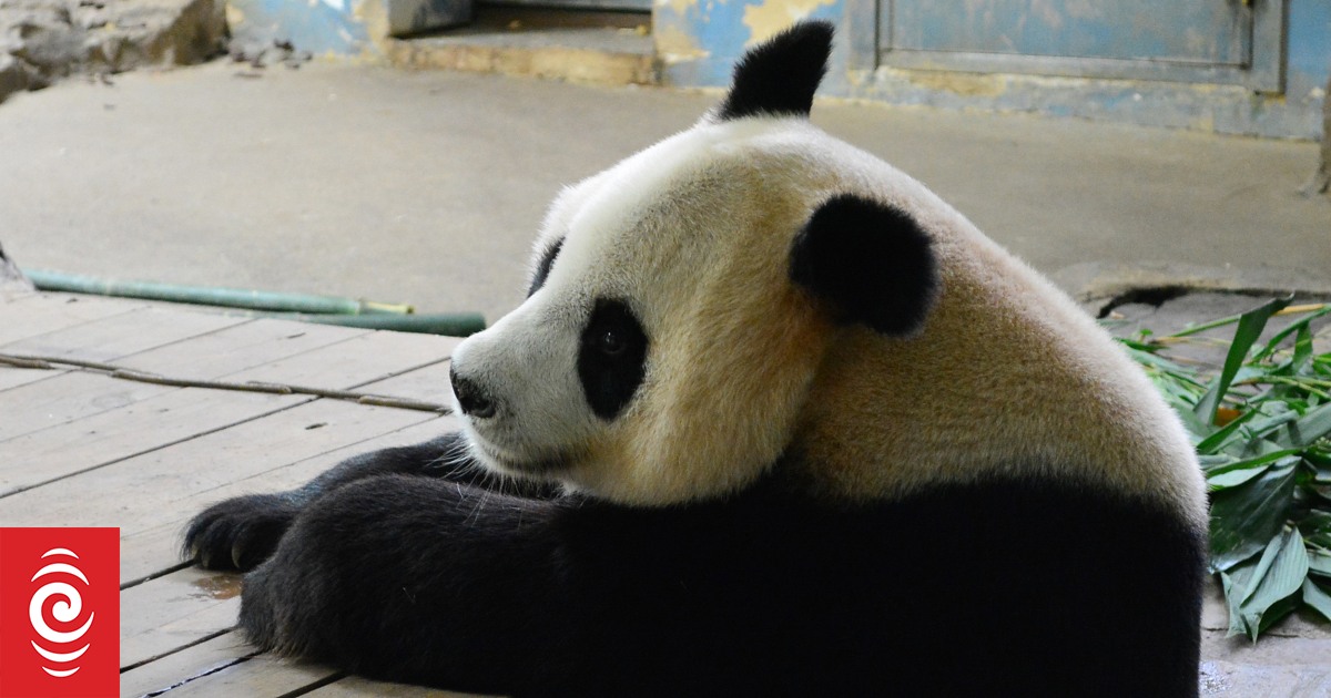 Hunters held over panda scandal | RNZ News