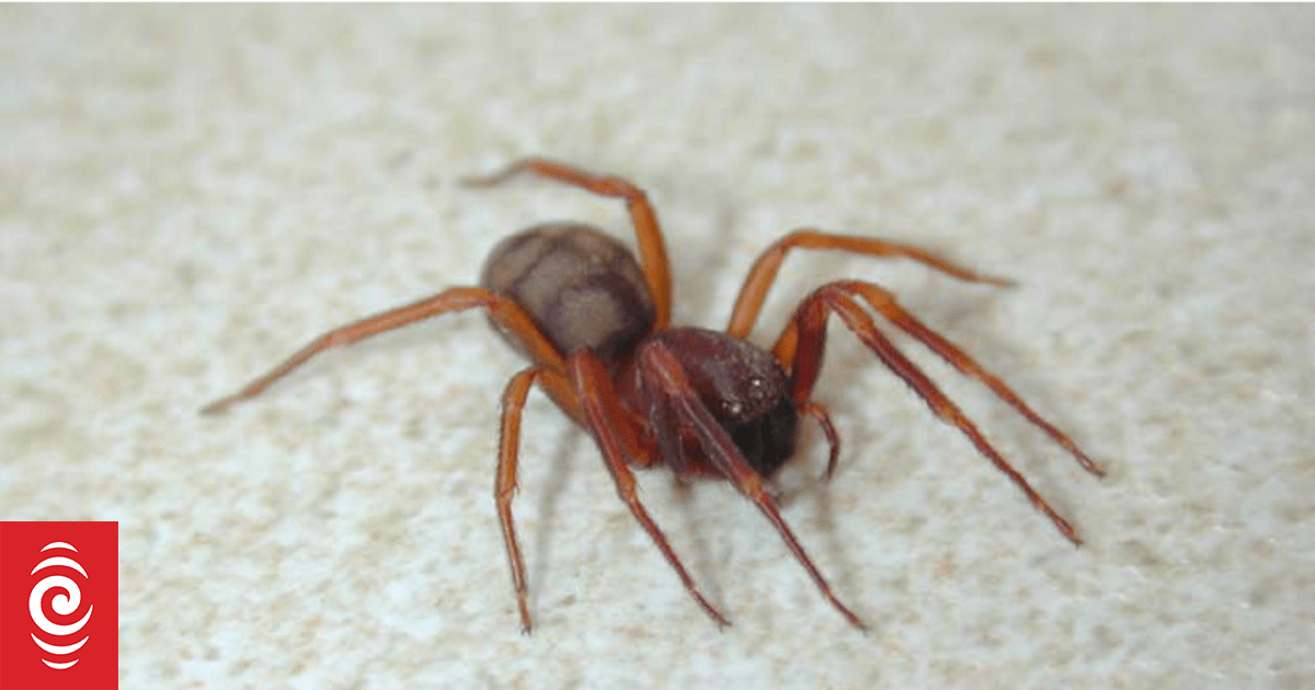 Critter of the Week The Six Eyed Spider | RNZ
