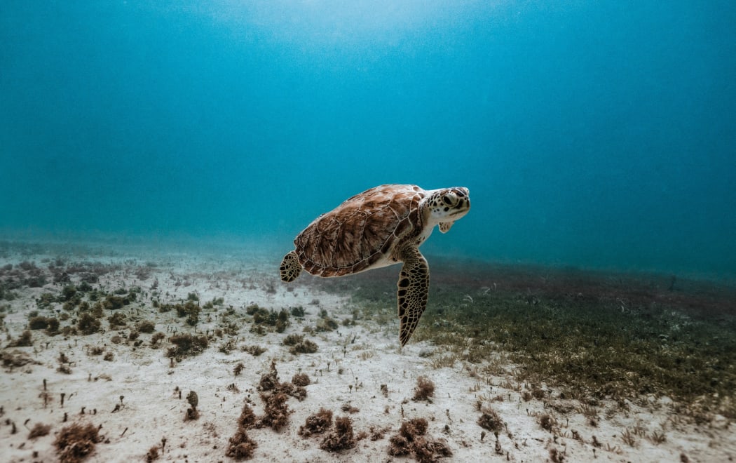 Turtles: one shell of a story: Louise Pryke | RNZ