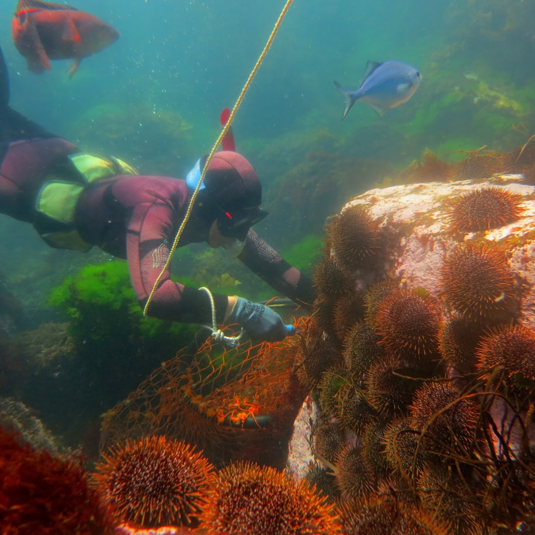 Mātauranga Māori in Aotearoa's science sector | RNZ