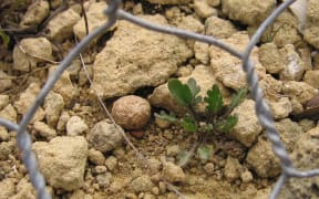 Critter of the Week | RNZ