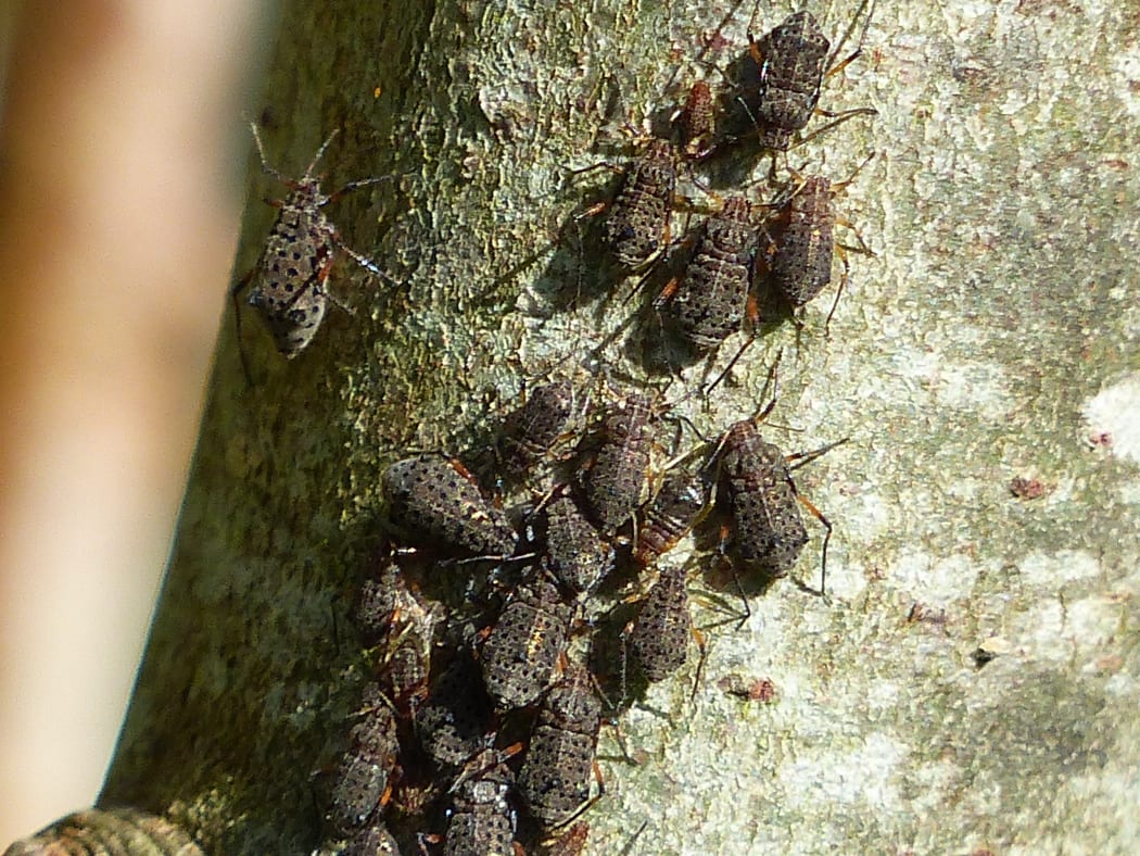 Giant willow aphids - a sticky invasive nuisance | RNZ