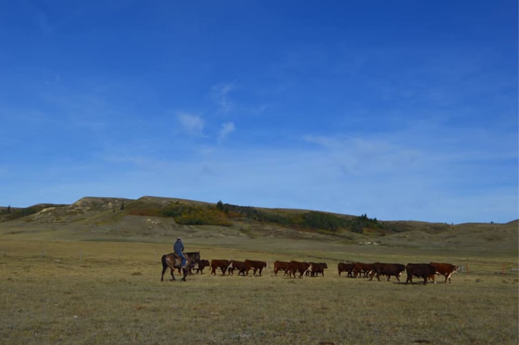 Farm Talk - Canadian Cattle rancher Travis Wasko | RNZ