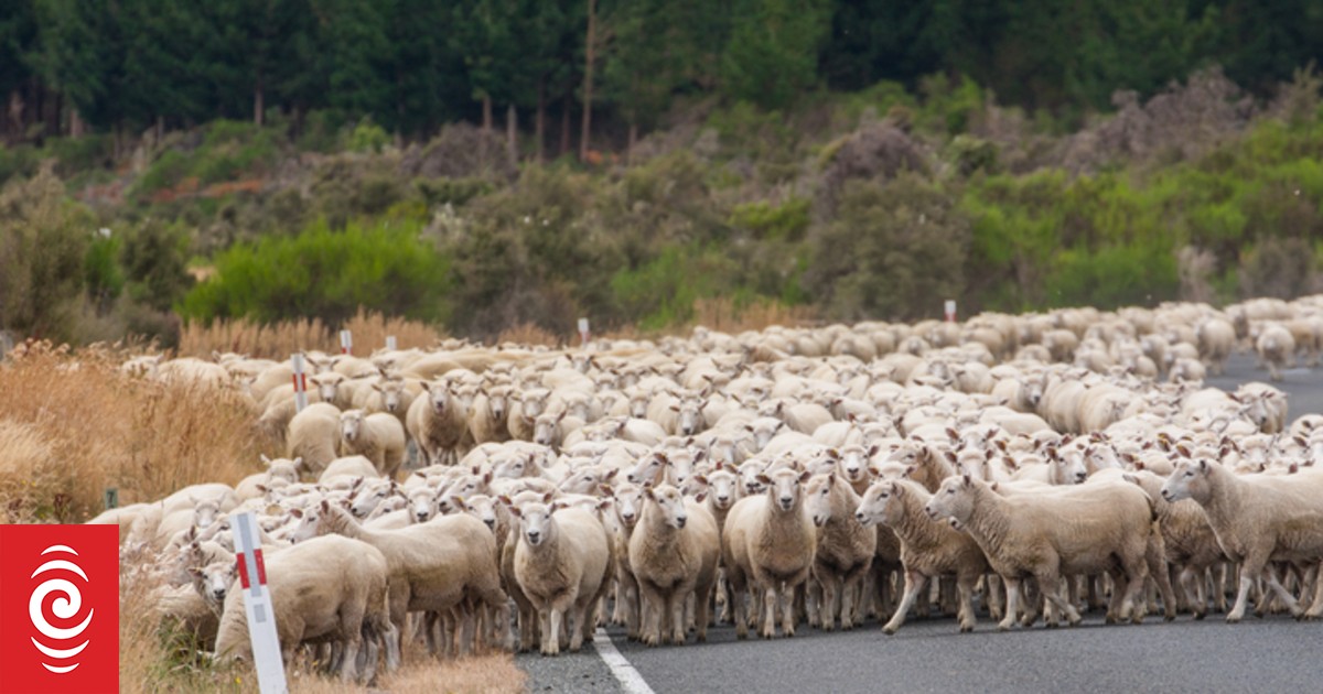 Sheep breeding pioneer wins award | RNZ News