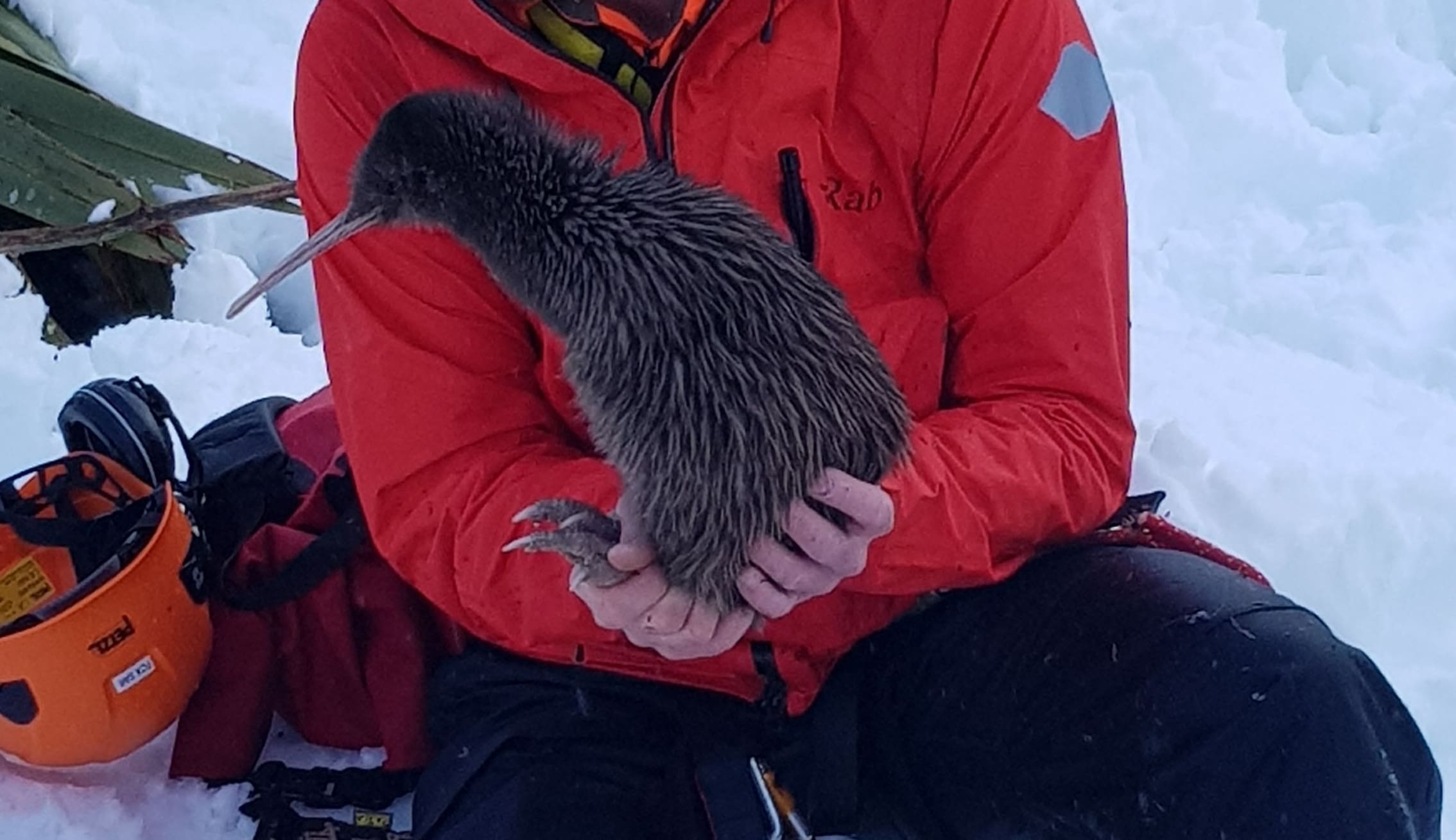 Rowi kiwi and takahē named Department of Conservation's top breeding ...