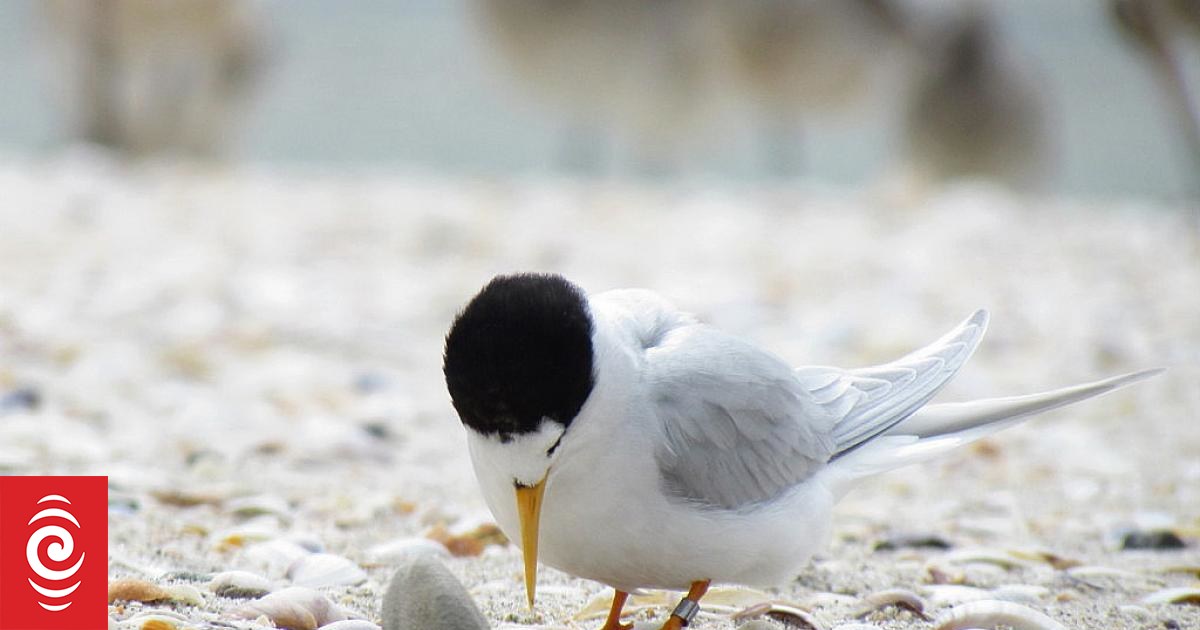 Critter of The Week: The Fairy Tern | RNZ