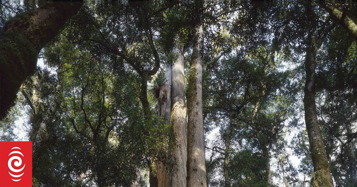 Totara trees clinging to life on East Coast | RNZ