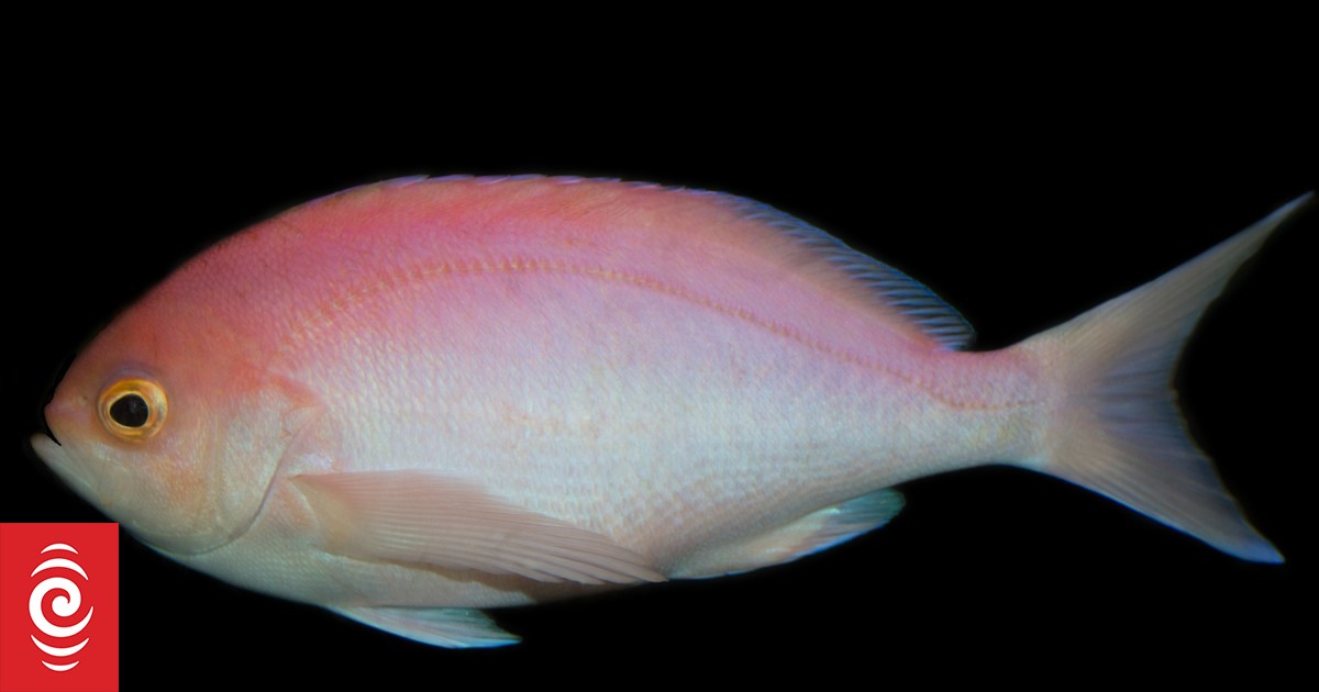Calls for urgent protection for pink maomao fish | RNZ