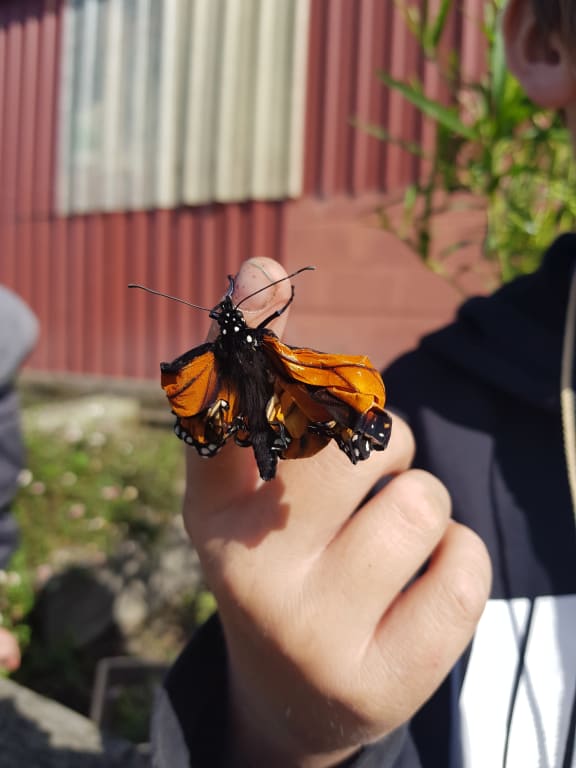 Citizen scientists enlisted to help monarch butterflies | RNZ