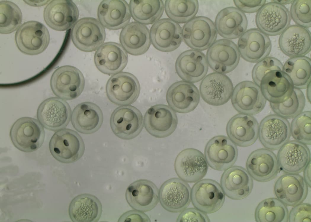 Whitebait mysteries – unravelling the lives of baby native fish | RNZ