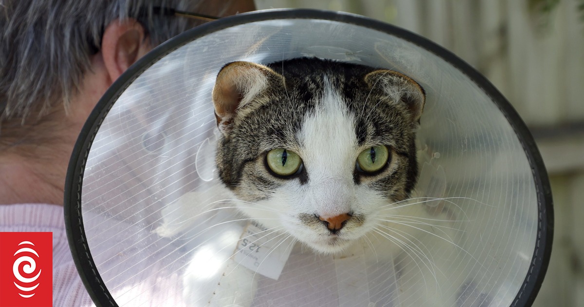 Could keeping cats at home become New Zealand’s norm? | RNZ News