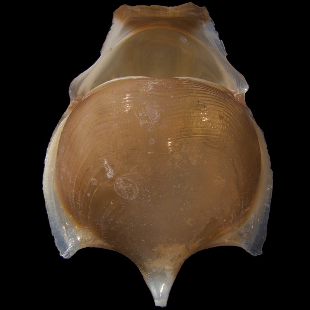 Critter of the Week: The Sea Butterfly | RNZ