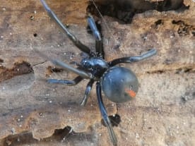 Katipō spiders discovered in uplifted Kaikōura sand dune | A Gallery ...