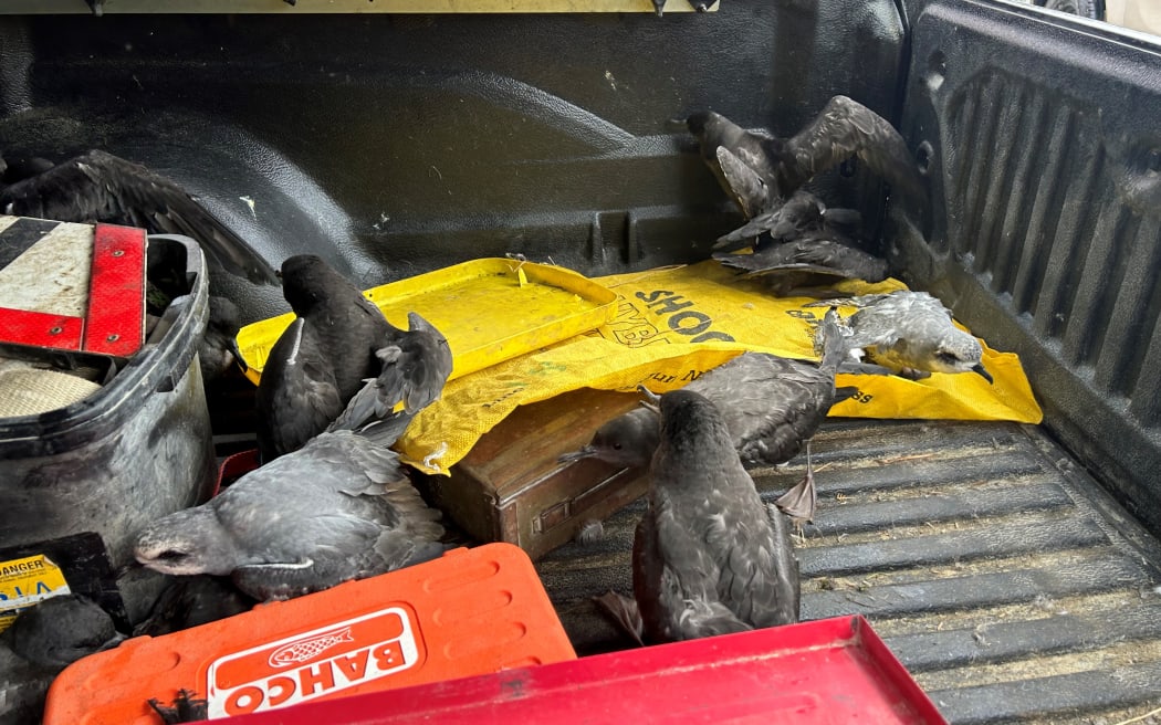 Dozens of muttonbirds fall from sky in storm | RNZ News