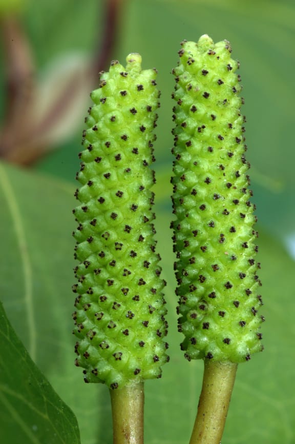 Decades photographing NZ native trees | RNZ