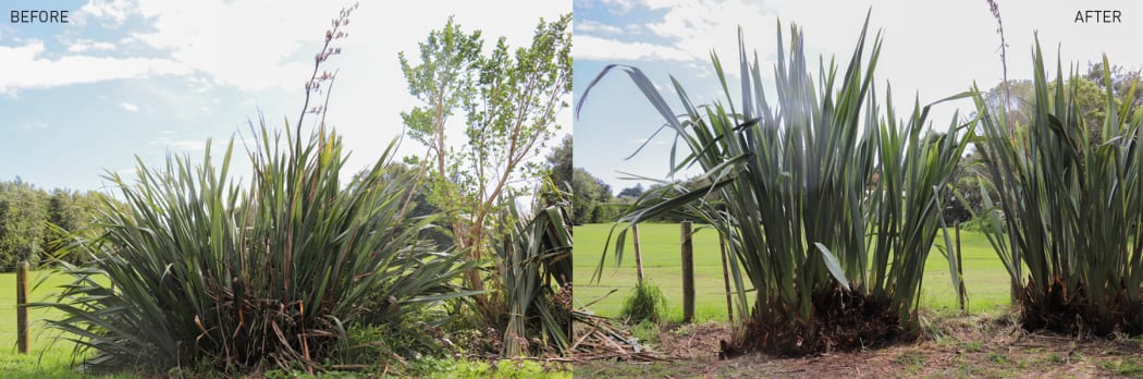Kāpiti Coast weaving traditional knowledge into native plant care | RNZ ...