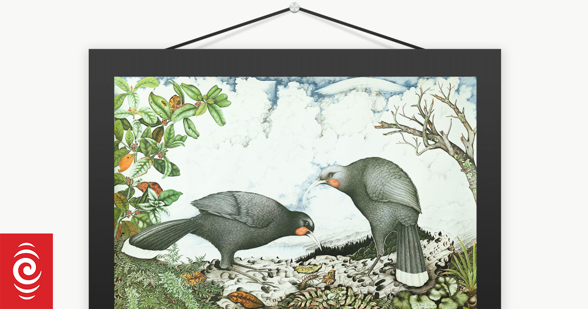 Aotearoa's vanishing species: Creatures great and small | RNZ