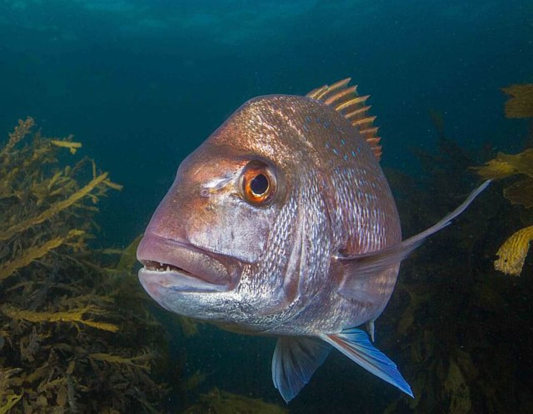 Too many undersized snapper caught - MPI | RNZ News