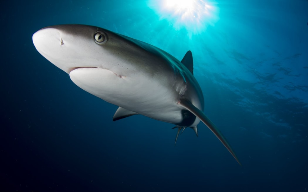 Palau, Samoa and Fiji sign on to protect sharks and rays | RNZ News