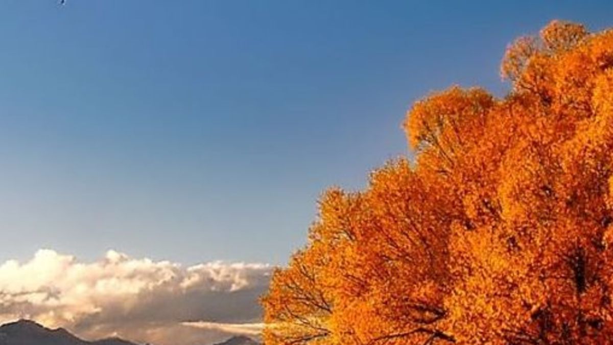 RNZ Concert Afternoons