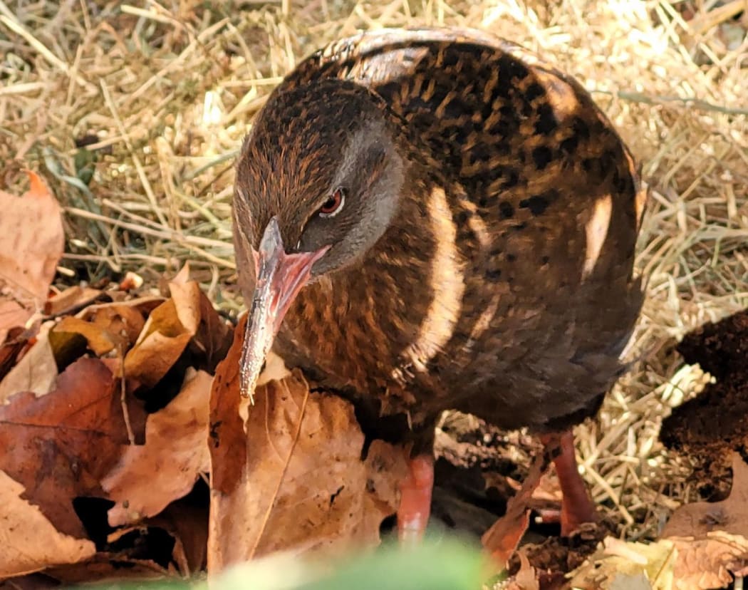 DOC suspects someone illegally releasing weka in South Taranaki | RNZ News