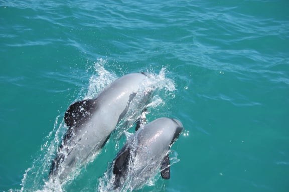 Dolphins | A Gallery from Afternoons | RNZ National