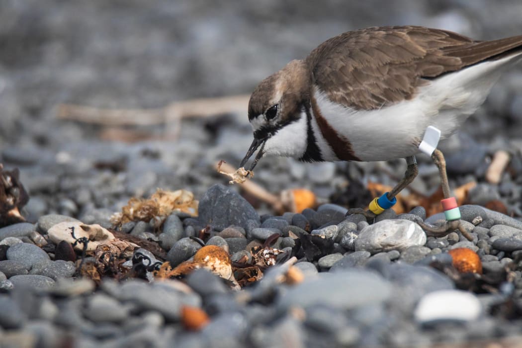 'Gutted': Loss of vulnerable shore birds distresses guardian | RNZ News