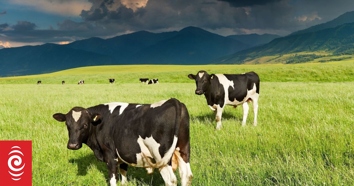 Dairy NZ working with researchers to improve water quality | RNZ