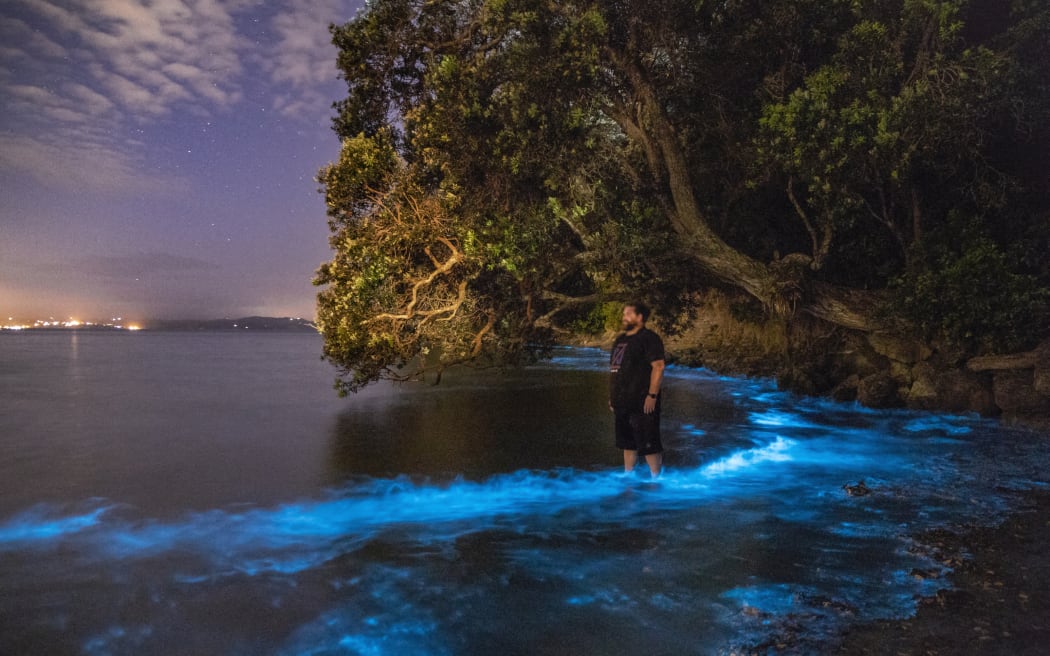 Bioluminescent plankton brings blue glow to Auckland | RNZ News