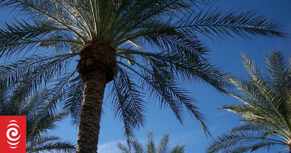 Phoenix palm: beware the undercover menace in your garden | RNZ