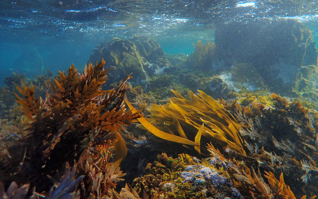 Native seaweed research project secures substantial funding | RNZ News