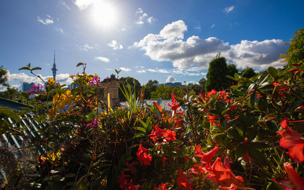 Experts call for 'sponge city' planning after floods hit Auckland | RNZ