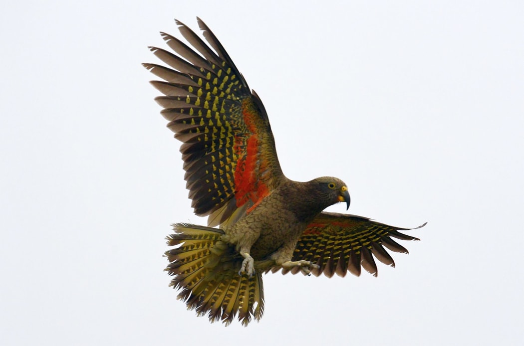 Kea get a helping hand | RNZ