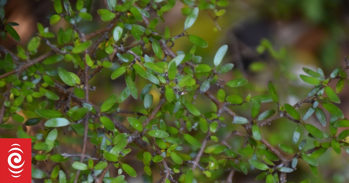 Ice Age or moa browsing? Why NZ has so many weird and wiry plants | RNZ ...