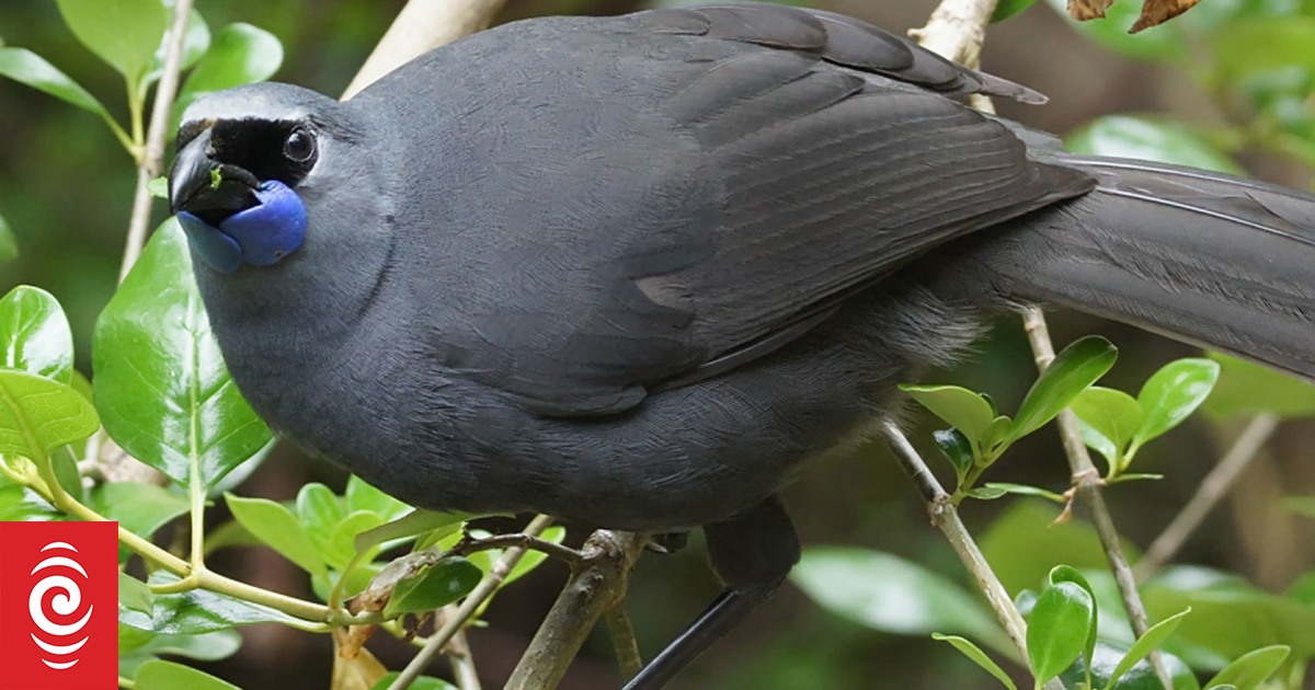 Kōkako population reaches 2000 pairs | RNZ News