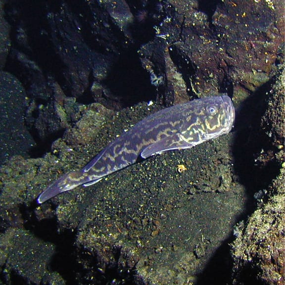 Terry Kerby: submariner | A Gallery from Nine To Noon | RNZ National