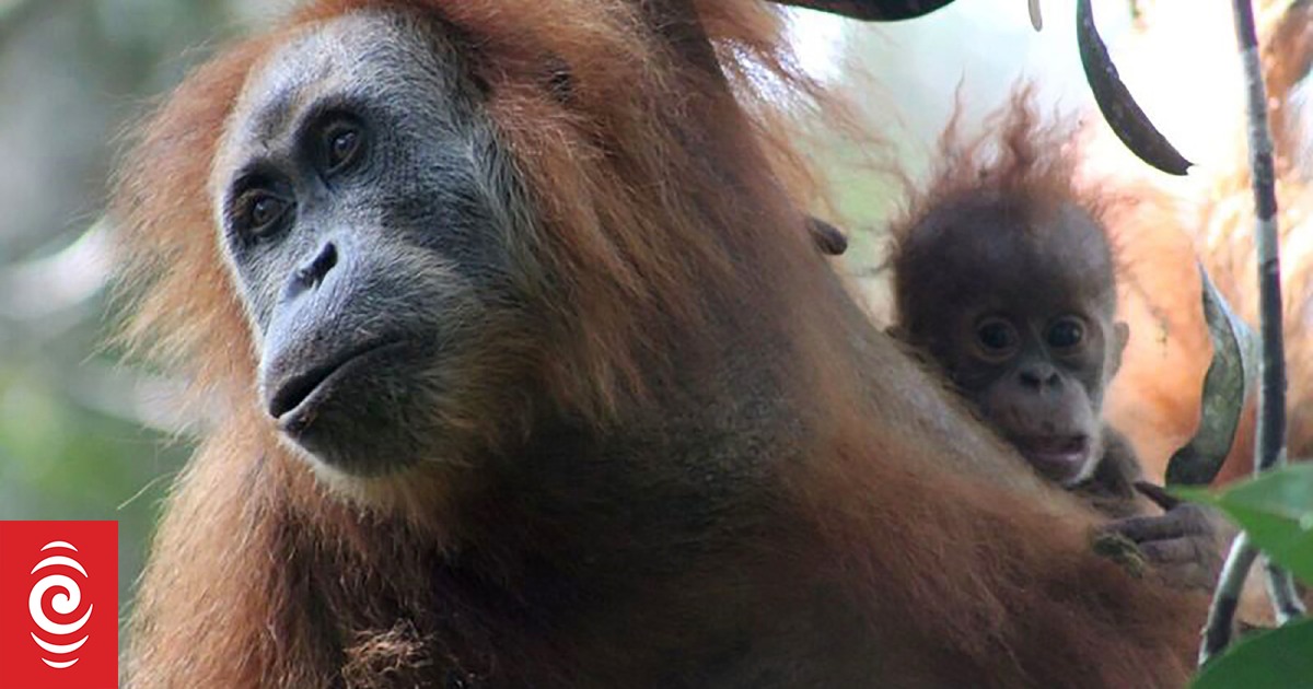 First new great ape species in a century identified | RNZ News