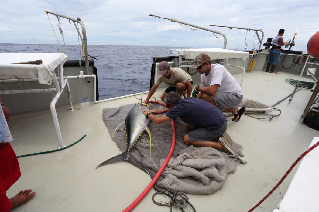 Tuna tagging 'even more important' during Covid-19 pandemic | RNZ News