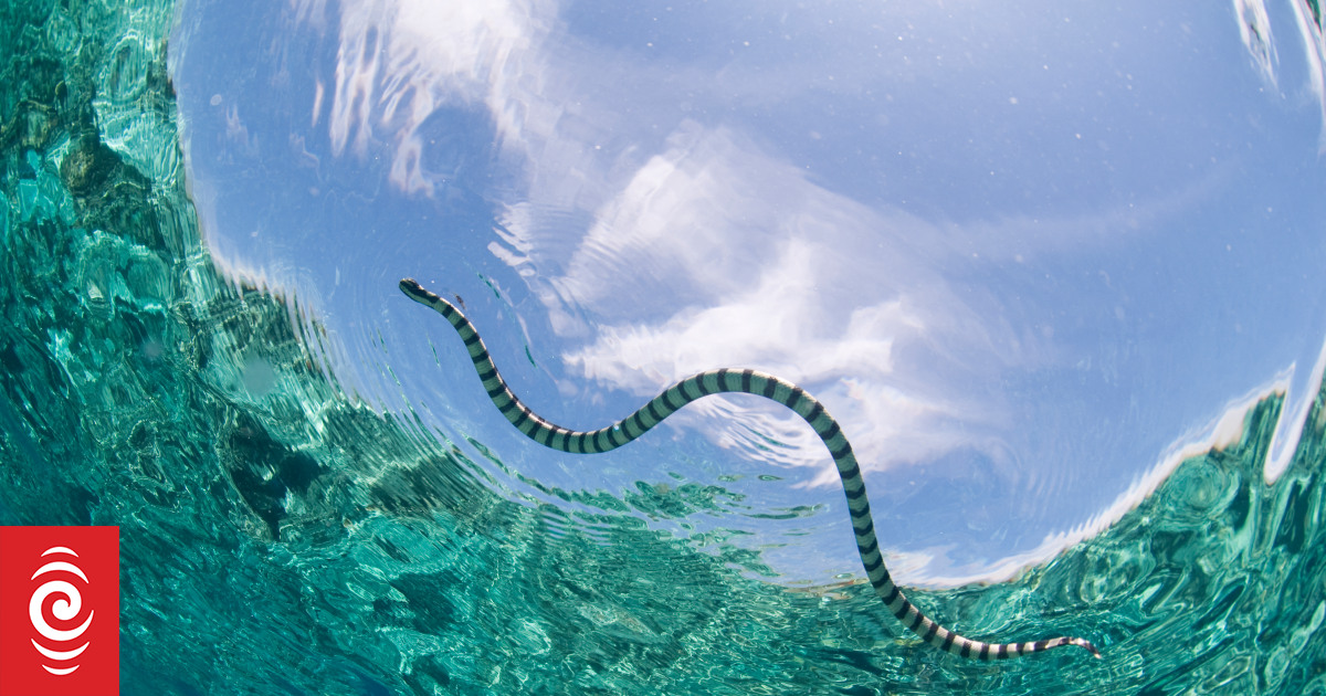Venomous sea snake spotted in Auckland Viaduct | RNZ