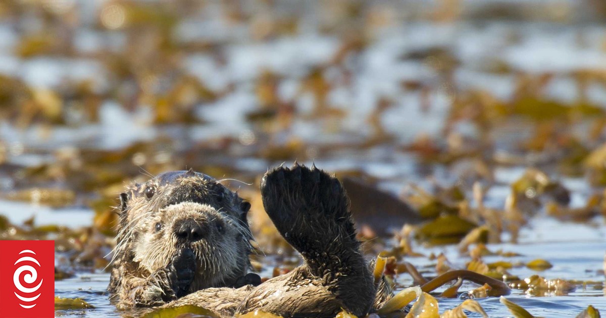 Animals thriving in unusual habitats | RNZ