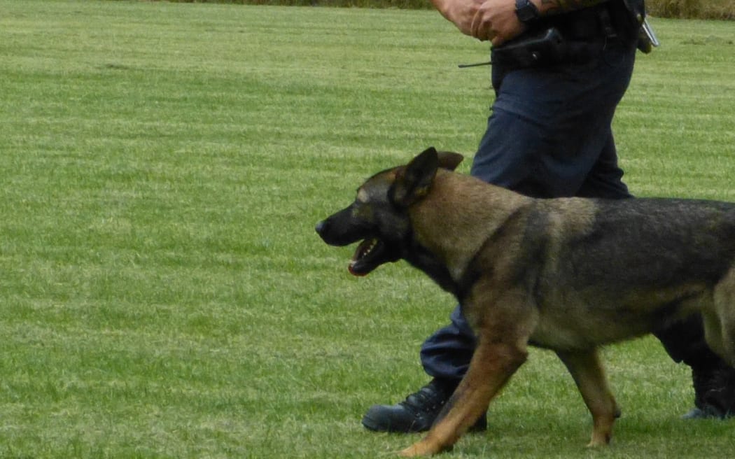 Release of police dog on young people unjustified - IPCA | RNZ News