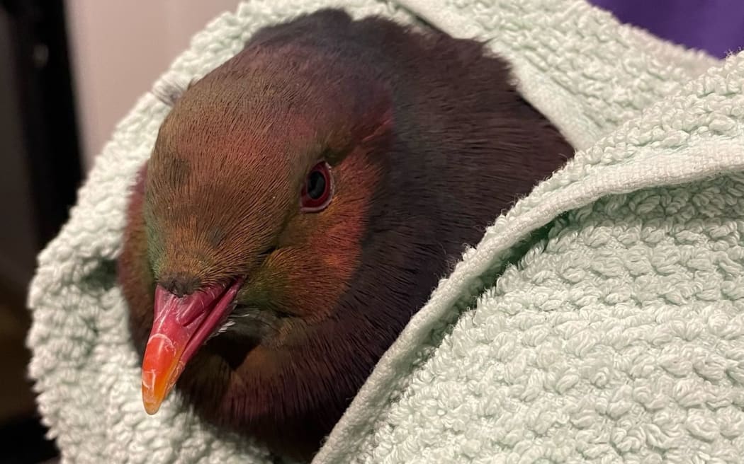 Family rescues stranded kererū from ocean peril | RNZ News