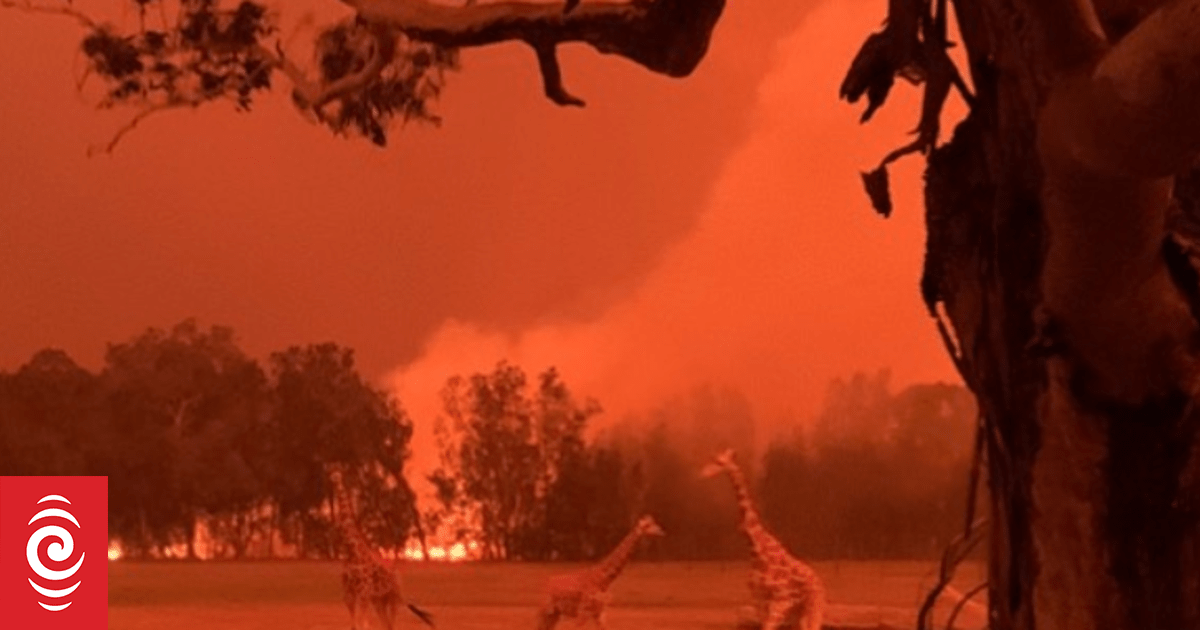 Australia bushfires: Mogo Zoo animals saved by staff efforts | RNZ News